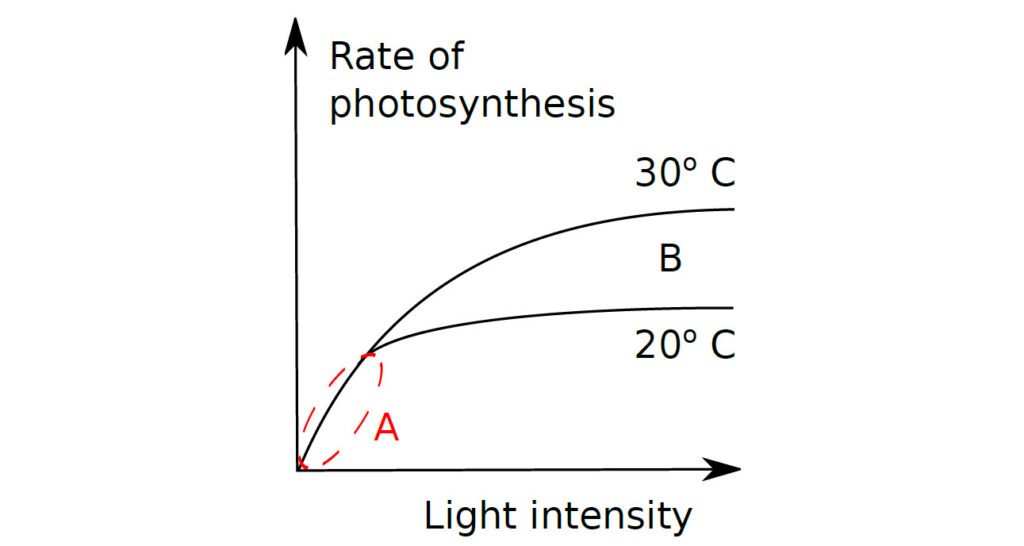 [Science] Discovery of Photosynthesis and Its Stages - Edu Hyme